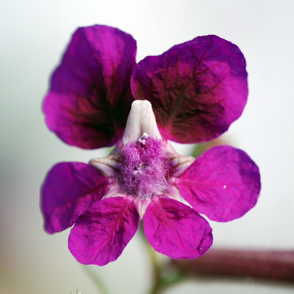 Blue Waxweed (Wildflowers of the Preserve at Shaker Village) · iNaturalist