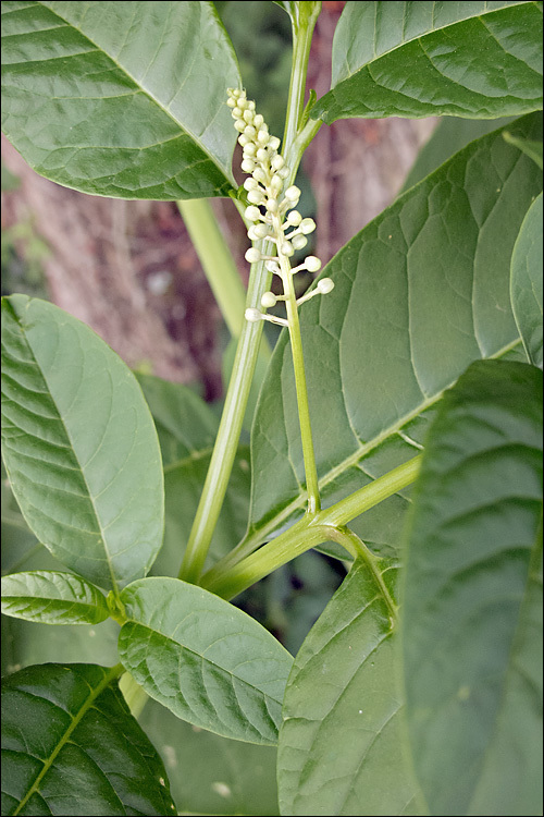 Pokeweed (Wildflowers of the Preserve at Shaker Village) · iNaturalist