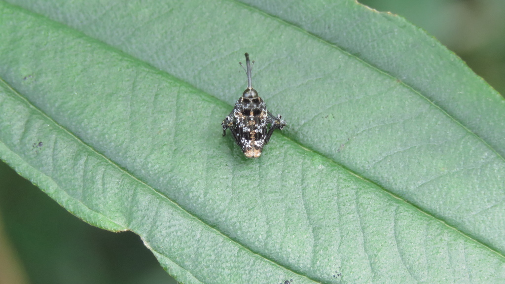 Mecopus bispinosus from 台灣宜蘭縣 on January 16, 2020 at 01:27 PM by Max ...