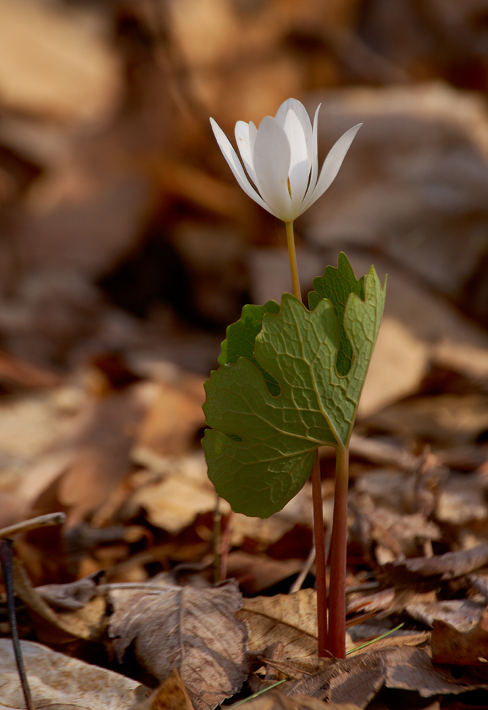 Bloodroot (Wildflowers of the Preserve at Shaker Village) · iNaturalist