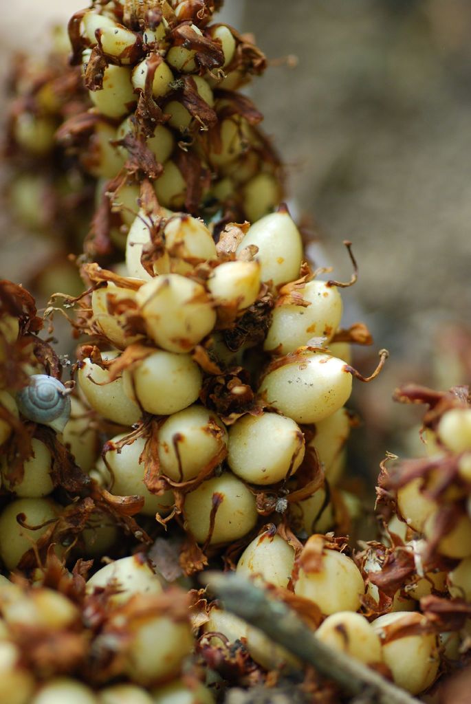 Squawroot (Wildflowers of the Preserve at Shaker Village) · iNaturalist