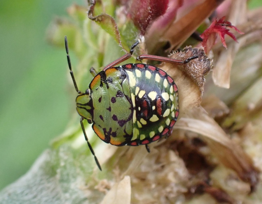 Southern Green Stink Bug from Altamira, Puerto Plata, Dominican ...