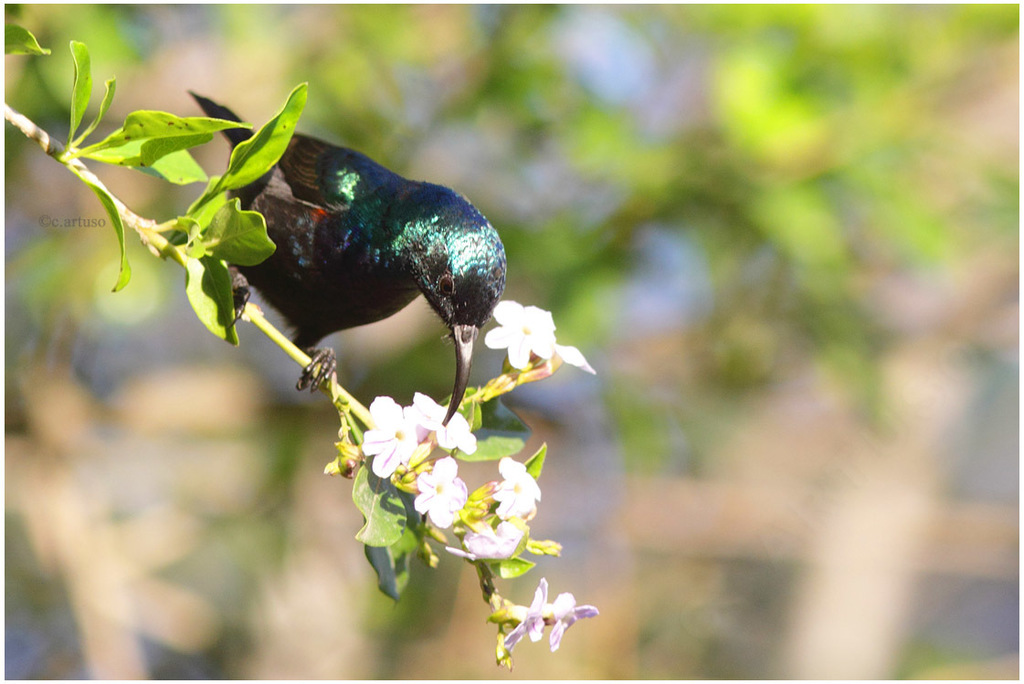 Palestine Sunbird from Kfar Blum, Israel on December 18, 2012 at 12:58 ...