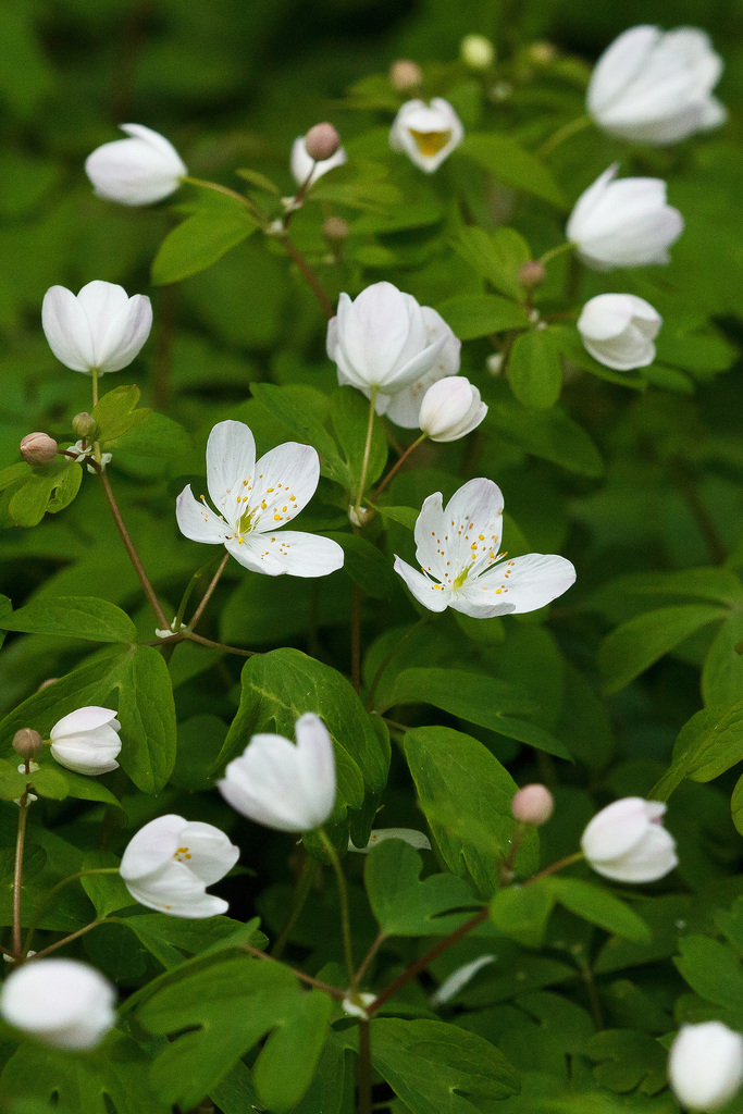 False Rue Anemone (Wildflowers of the Preserve at Shaker Village ...