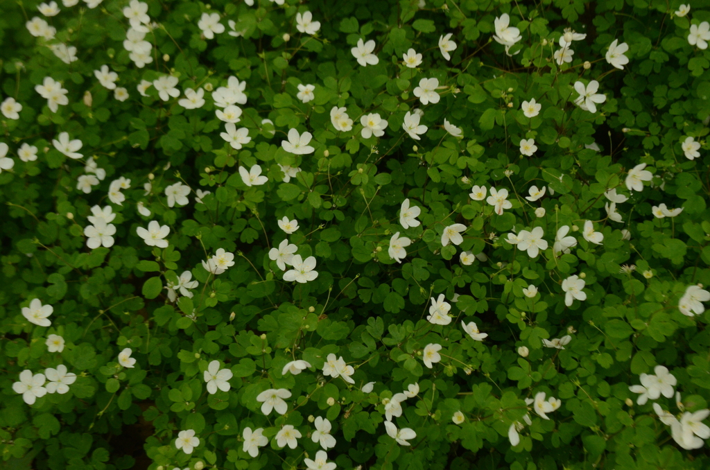 False Rue Anemone (Wildflowers of the Preserve at Shaker Village ...
