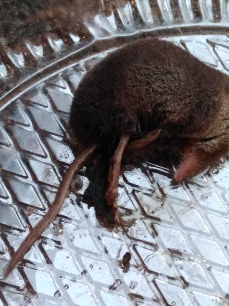 Sorex isodon Turov, 1924