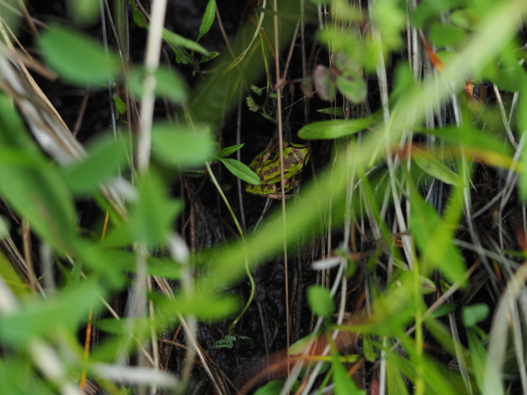 Pacific chorus frog from Mount Waddington, BC, Canada on June 25, 2025 ...