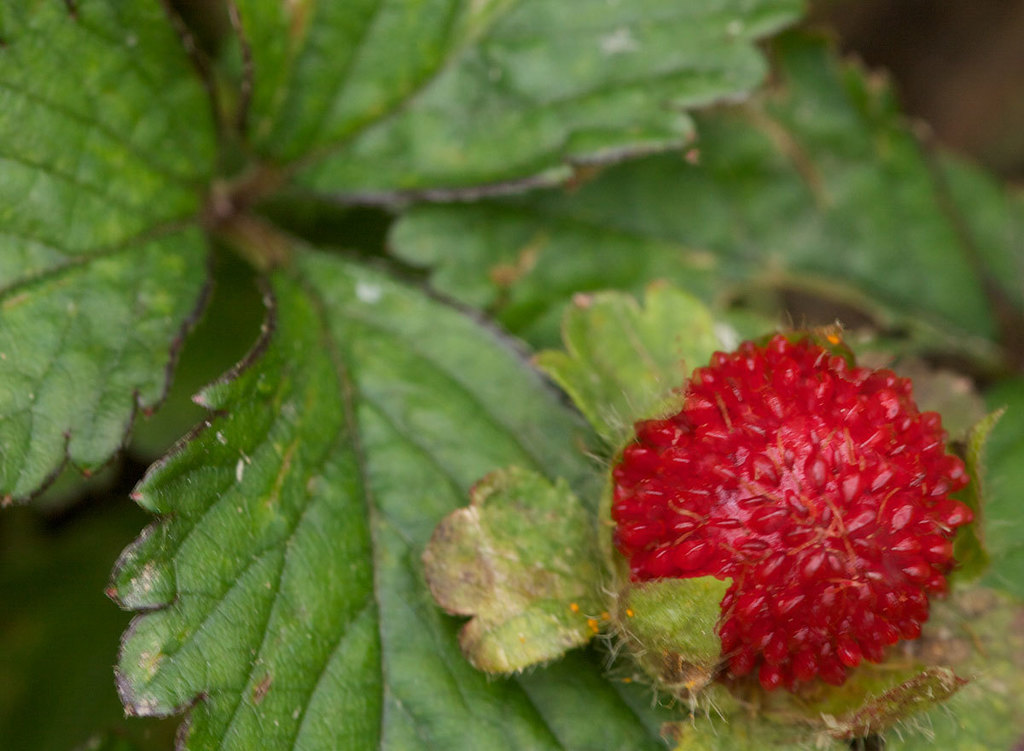 Indian strawberry (Wildflowers of the Preserve at Shaker Village ...