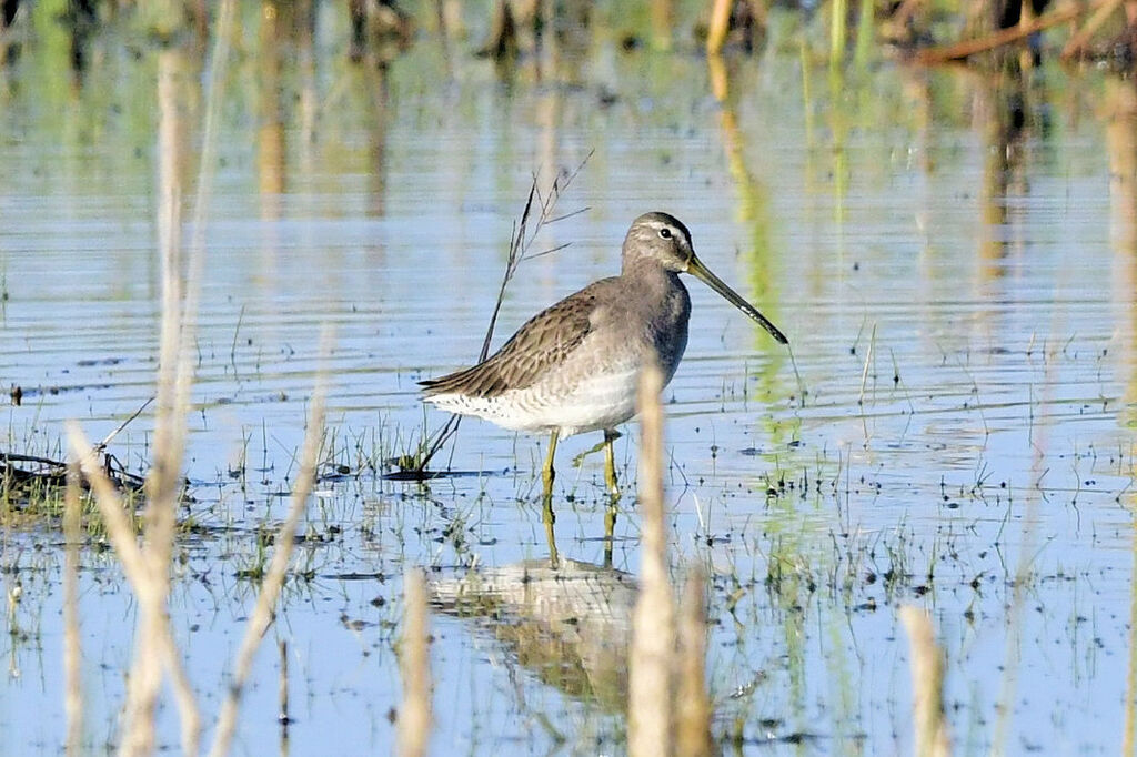 Long-billed Dowitcher from Everglades National Park, Hidden Lake area ...