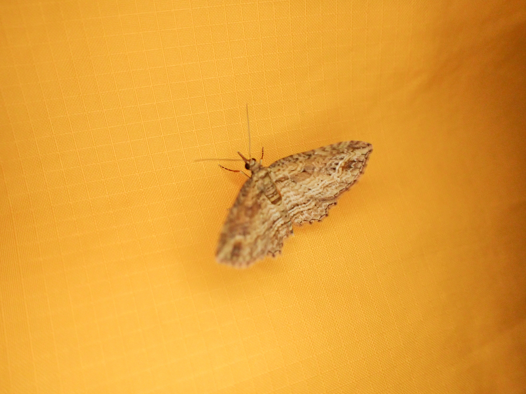 Australian Pug Moth from Carterton District, Wellington Region, New ...
