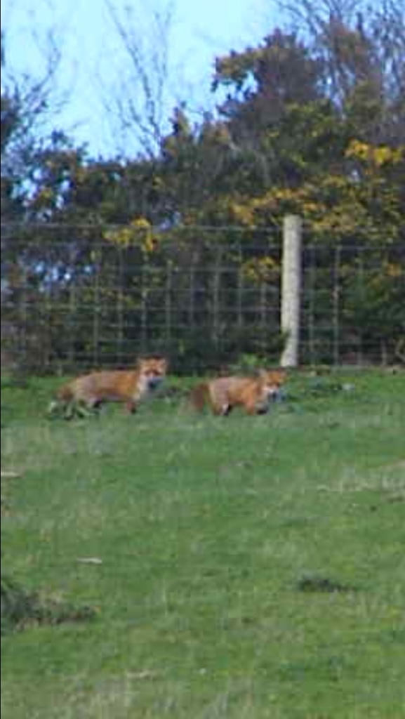 Red Fox from Great Britain, Aberystwyth, Wales, GB on January 19, 2020 ...