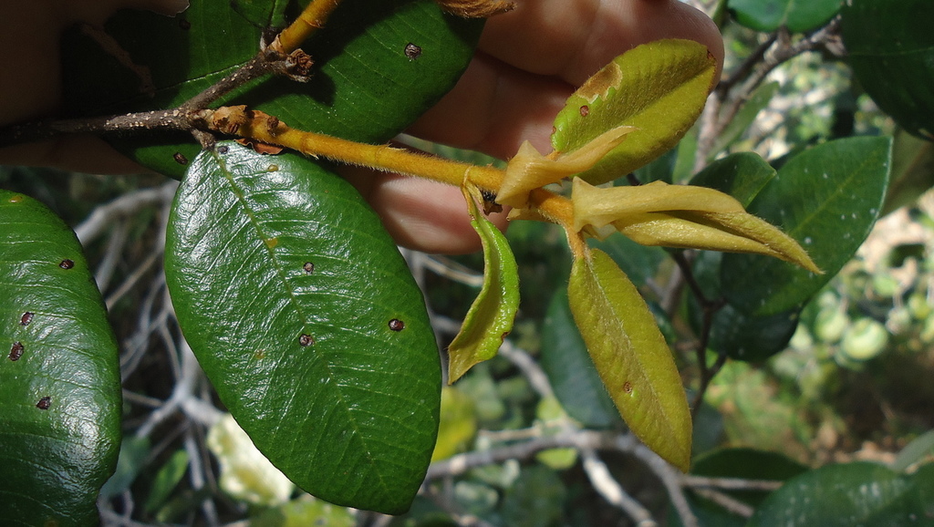 (Parinari littoralis) - Botanical Realm