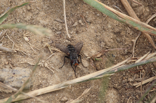 Comops ruficornis · iNaturalist