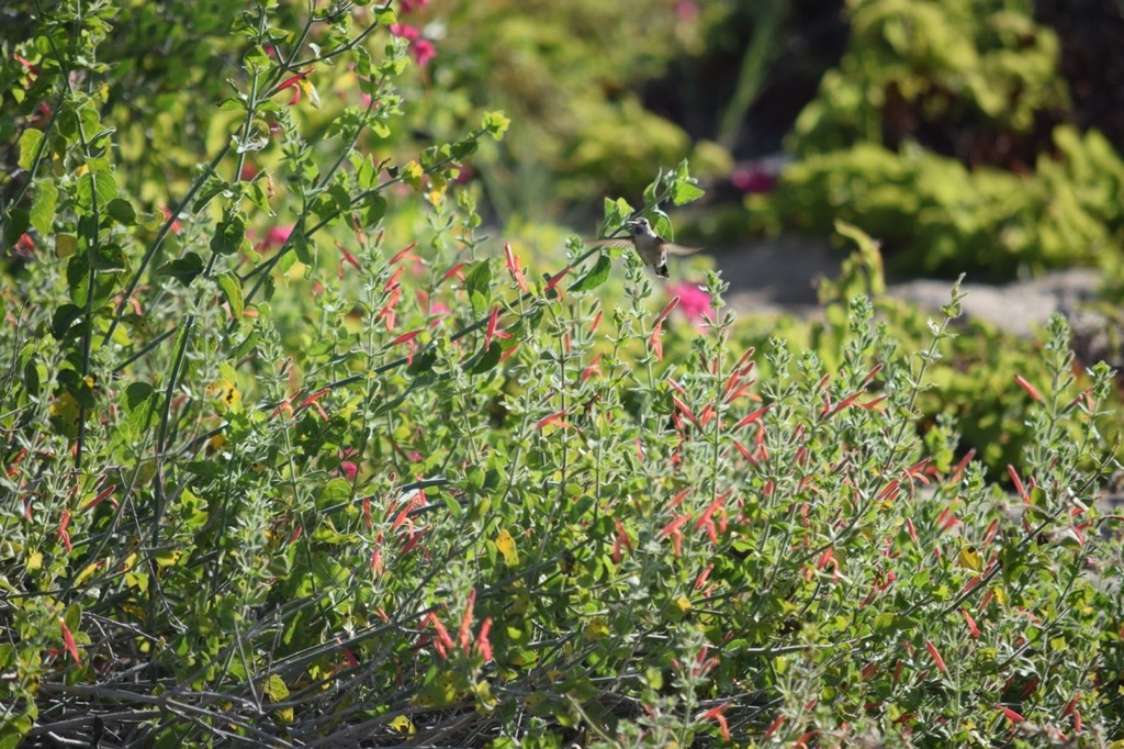 Purpus' Hummingbird Flower from La Paz, Baja California Sur, Mexico on ...