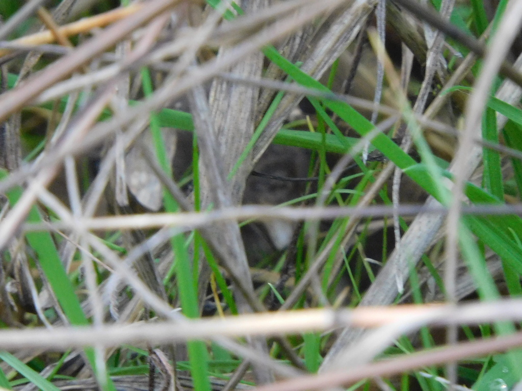 Camas Pocket Gopher from Washington County, OR, USA on December 11 ...