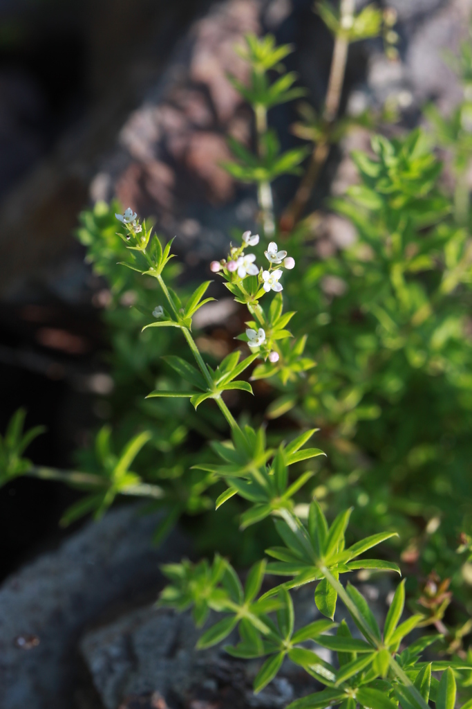 Bedstraw (Wildflowers of the Preserve at Shaker Village) · iNaturalist