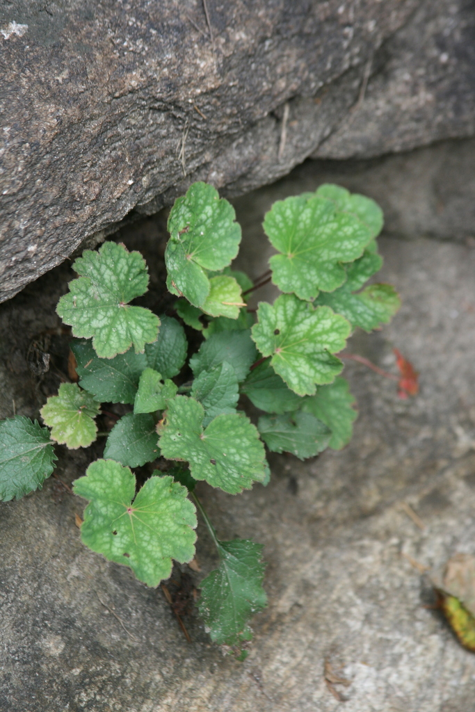 American Alumroot (Wildflowers of the Preserve at Shaker Village ...