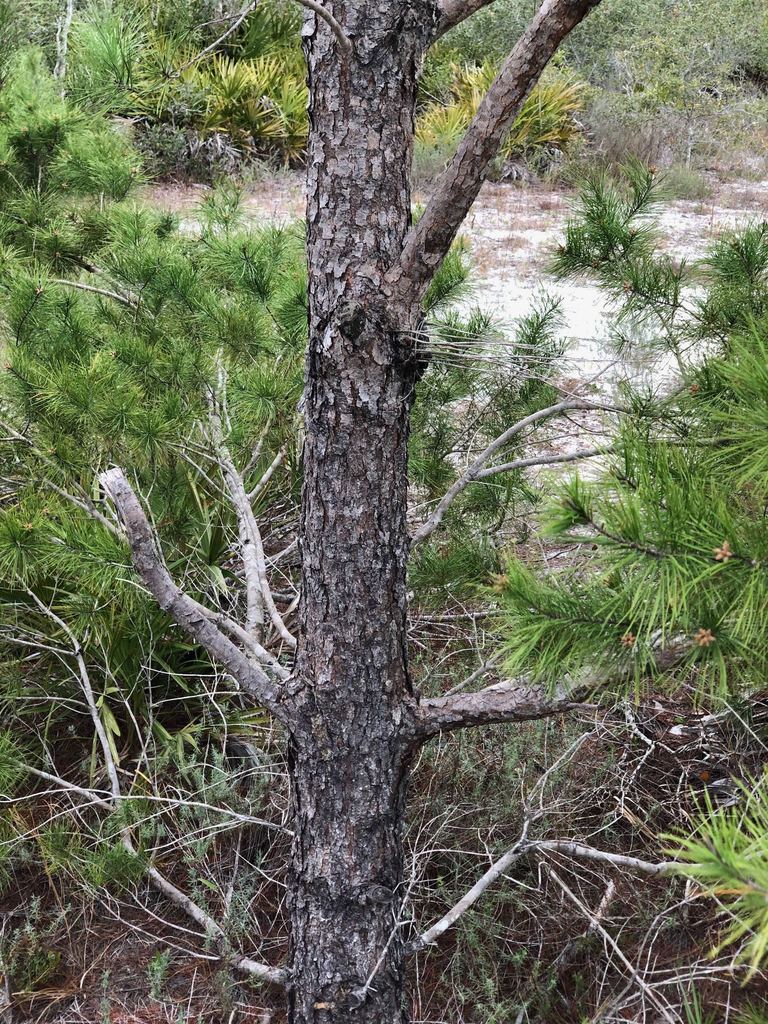 sand pine in January 2020 by Janet Wright. Bon Secour NWR - Jeff Friend ...