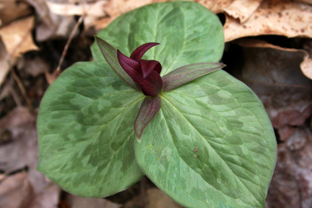 Sessile Trillium (Wildflowers of the Preserve at Shaker Village ...