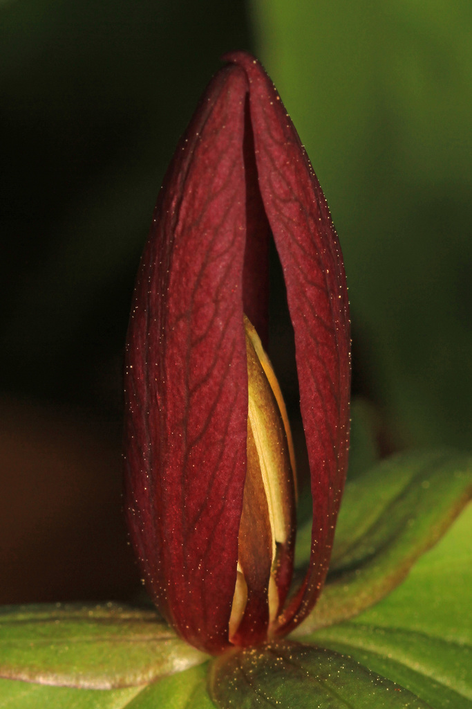 Sessile Trillium (Wildflowers of the Preserve at Shaker Village ...