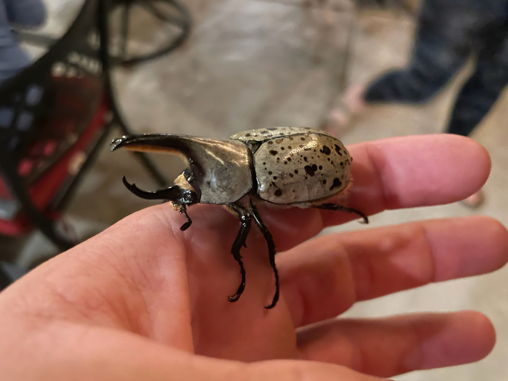 Grant's Hercules Beetle from Forest Service Road 512, Young, AZ, US on ...