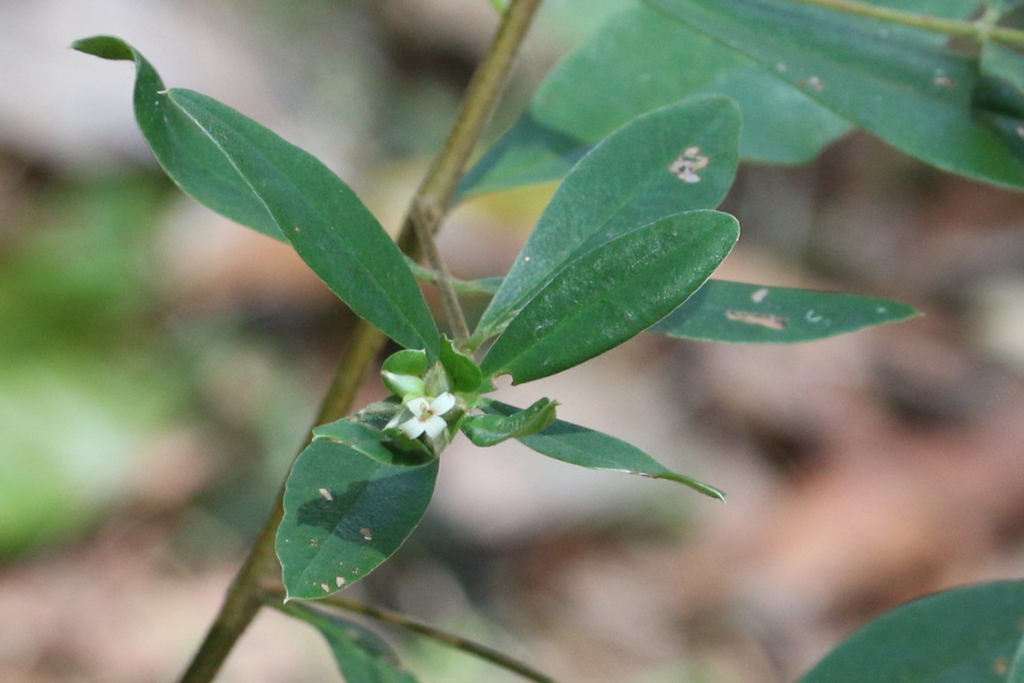 Pimelea gigandra from Cougal Cascade, Currumbin Valley QLD 4223 ...