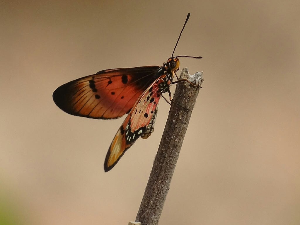 pink acraea from Tanguiéta, Bénin on January 19, 2020 at 11:11 AM by ...