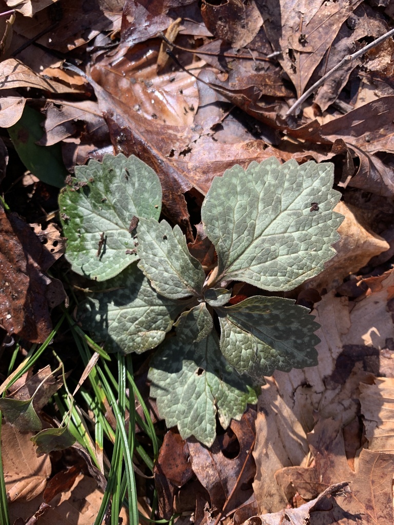 Allegheny Spurge from Wartburg, TN, US on January 19, 2020 at 01:18 PM ...