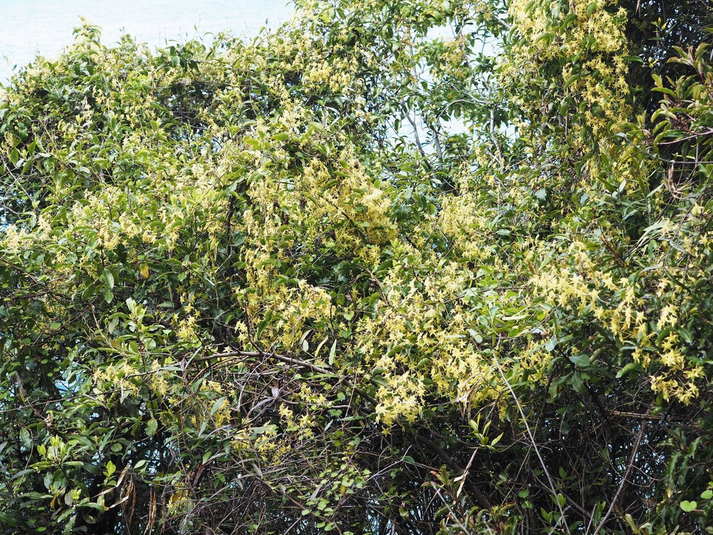 Clematis foetida from Kinloch 9372, New Zealand on October 28, 2019 at ...