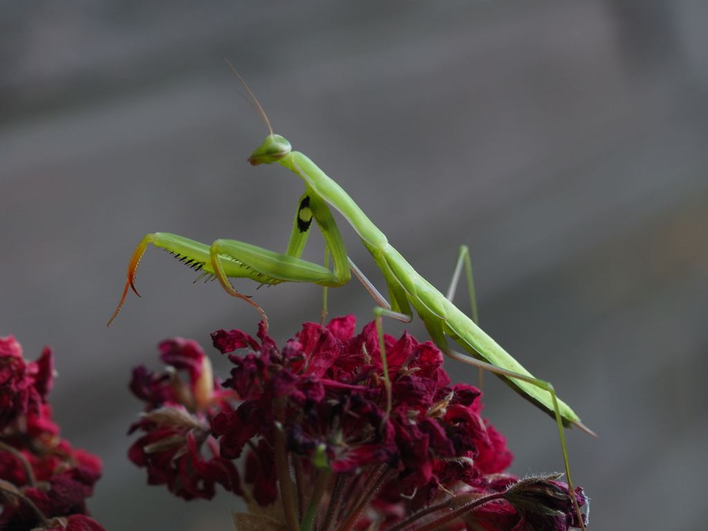 European Mantis from Кумлуджа/Анталия, Турция on June 15, 2019 at 07:27 ...