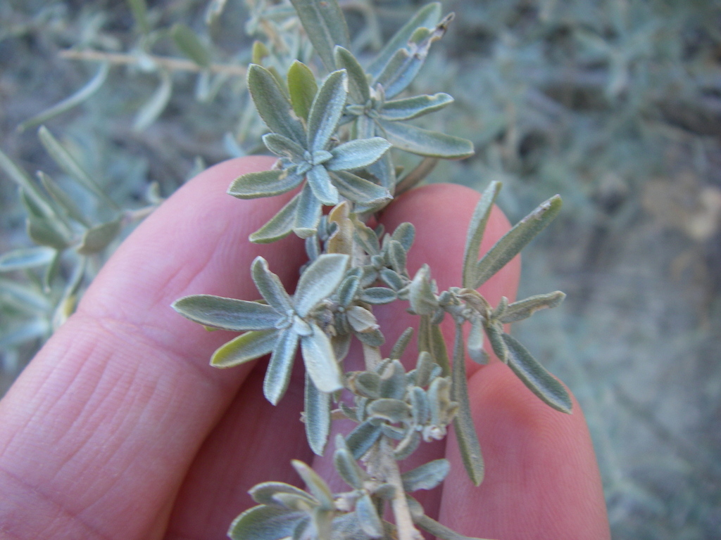 Four-wing Saltbush (Rio Bosque Wetlands Biological Treasure Hunt ...