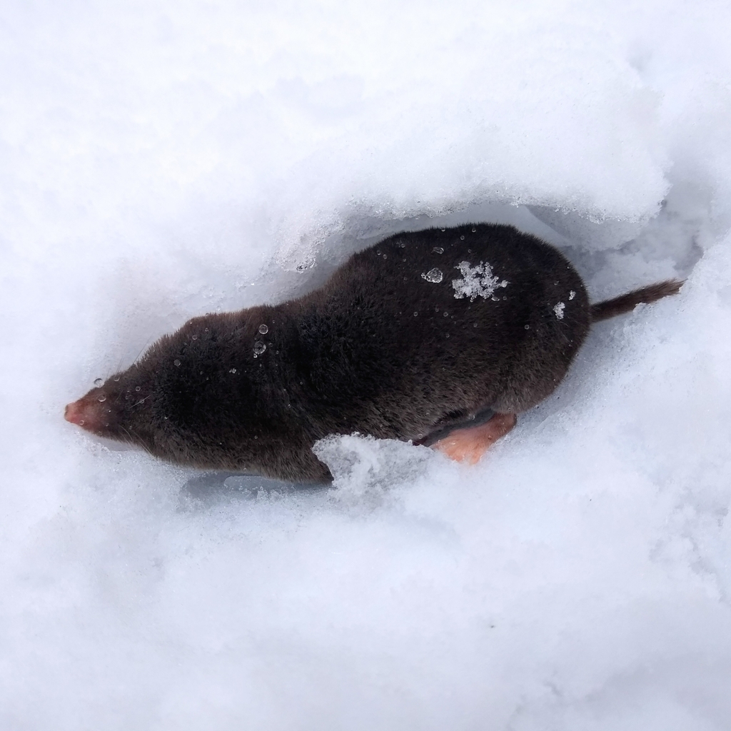 Northern Short-tailed Shrew from Windsor, CT 06095, USA on January 19 ...