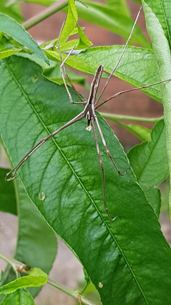 Rufous Net-casting Spider from Blairgowrie VIC 3942, Australia on ...