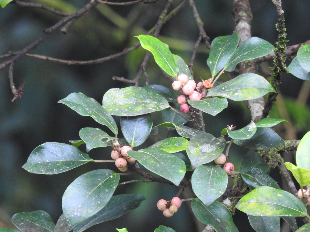 Ficus colubrinae from Alajuela Province, Costa Rica on January 11, 2020 ...