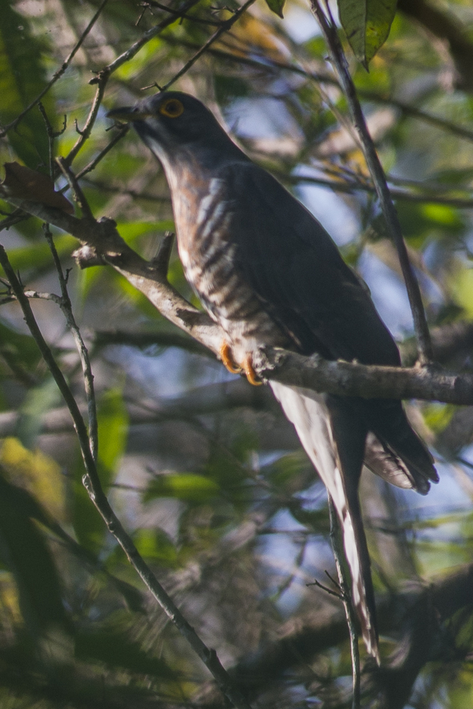 Large Hawk-Cuckoo (Hierococcyx sparverioides) - Avian Discovery