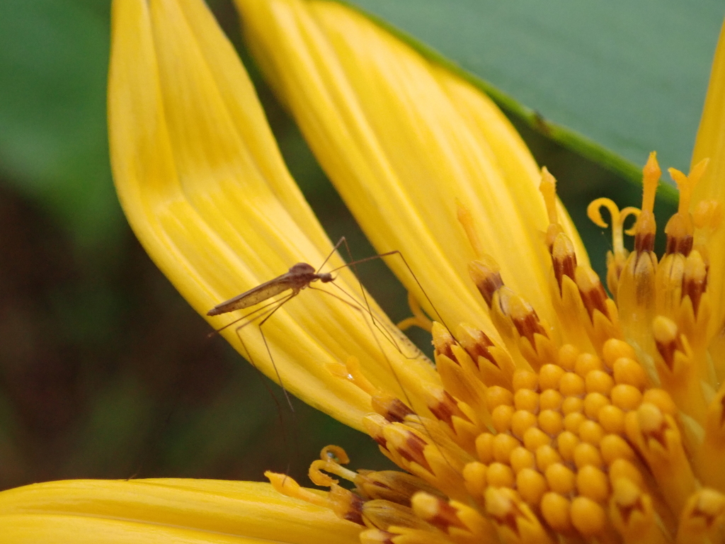 Limoniid Crane Flies from Alajuela Province, Costa Rica on January 11 ...