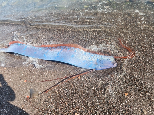 Russell's Oarfish (Regalecus russellii) · iNaturalist