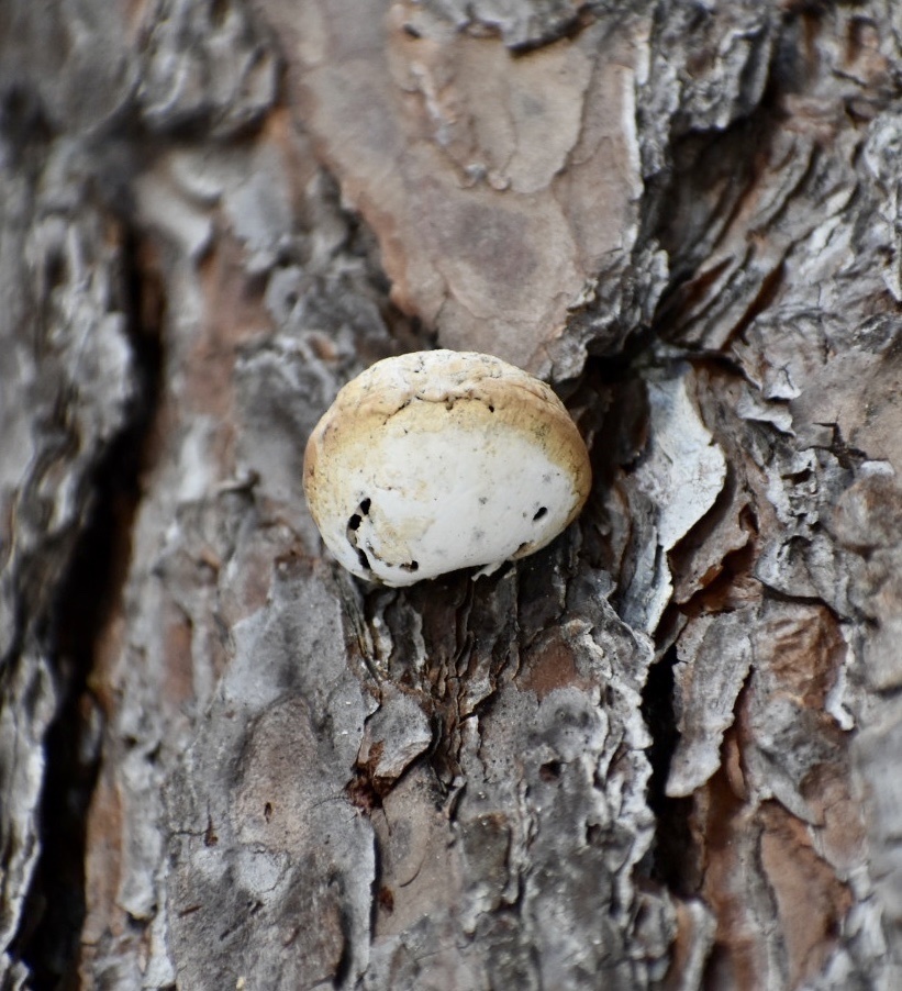 Veiled Polypore (EwA Guide to the Fungi, Lichens and Slime Molds of the ...