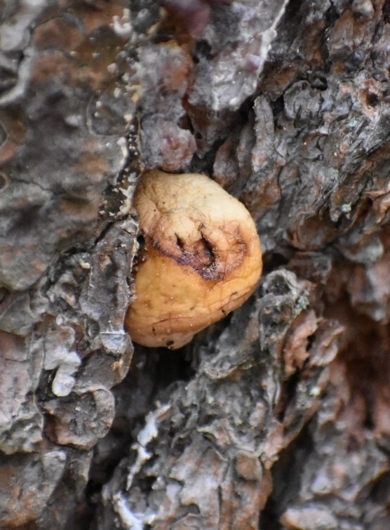 Veiled Polypore (EwA Guide to the Fungi, Lichens and Slime Molds of the ...