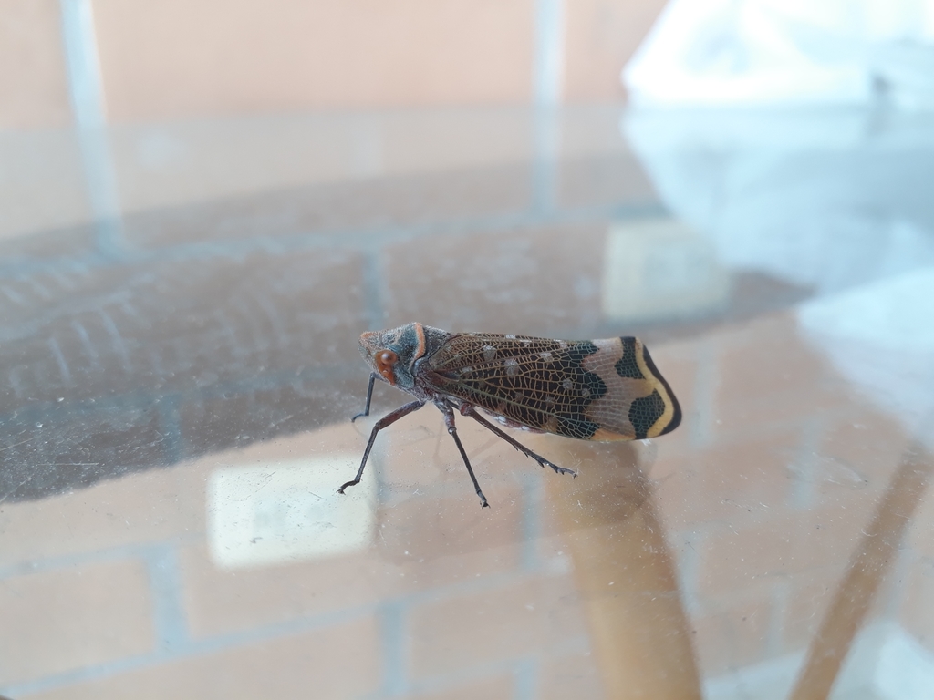 Amantia combusta from Ibagué on January 5, 2020 at 09:20 AM by Simón ...