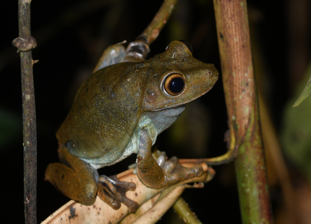 Rusty Tree Frog from Santa María, Boyaca, Colombia on January 12, 2020 ...