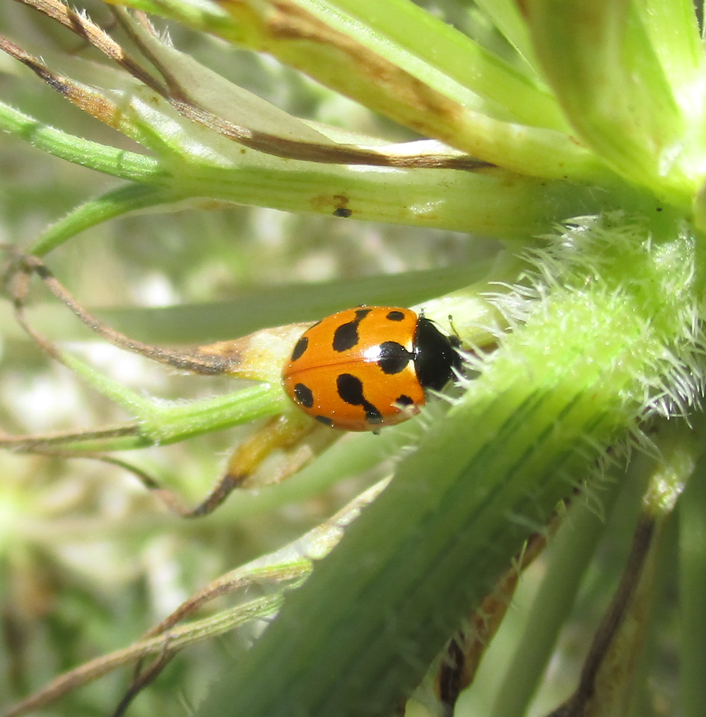 Eleven-spotted Ladybird Beetle from Front Miranda Road, Waitakaruru, NZ ...