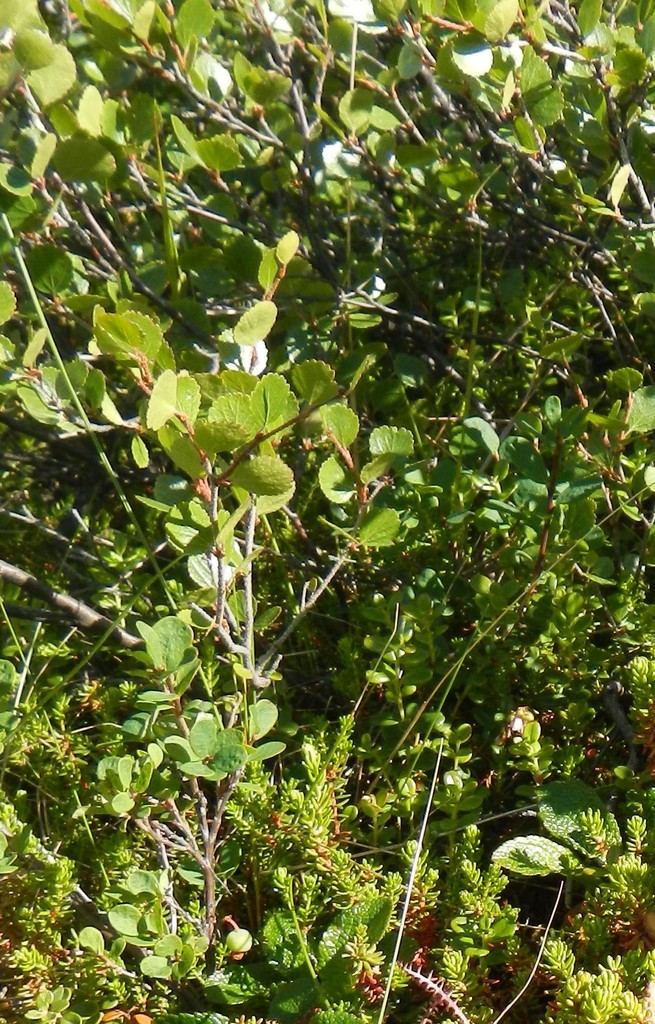 dwarf resin birch (Plants of Staunton State Park) · iNaturalist