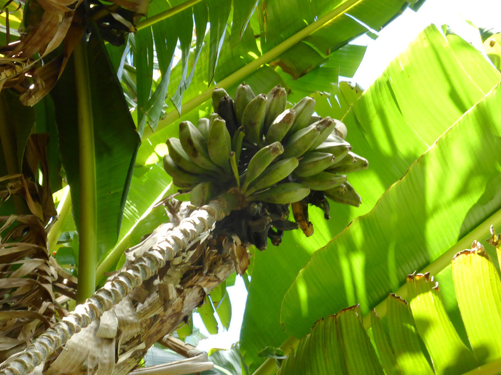 darjeeling banana in May 2018 by Colin Ogle. Planted in extensive ...