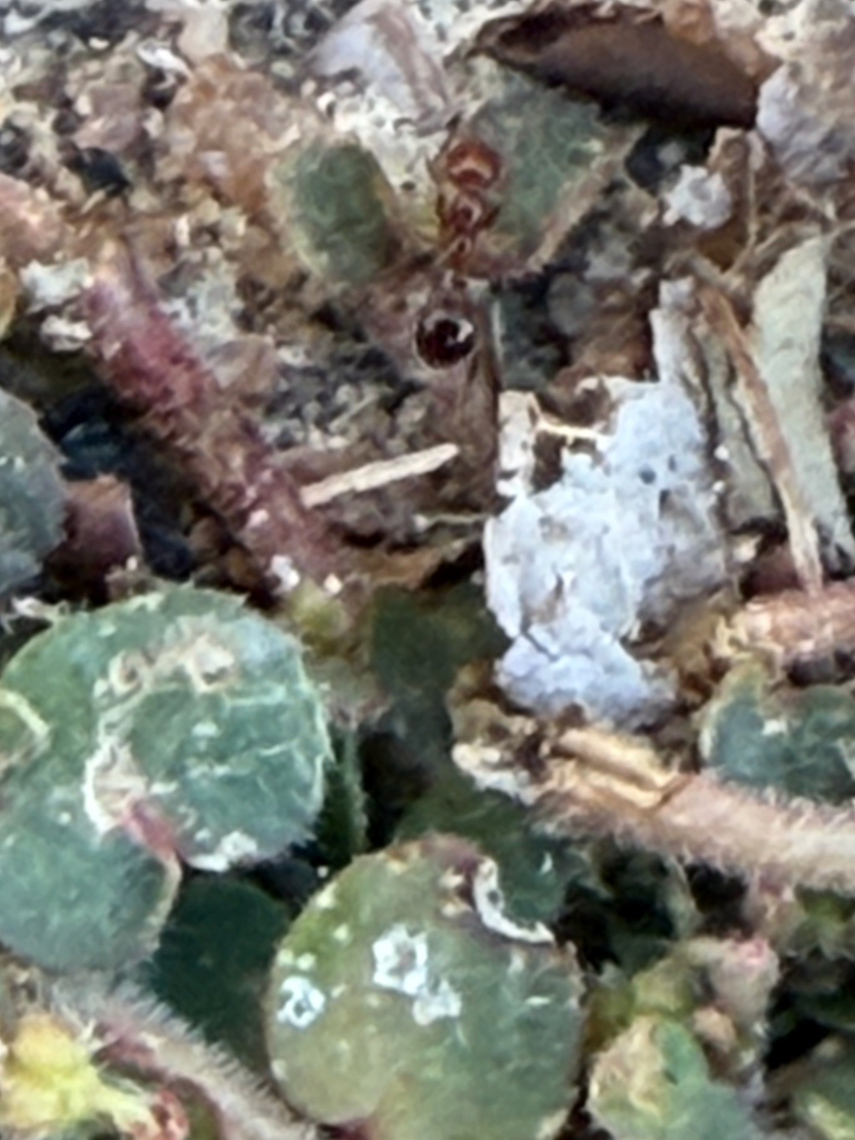 Red Imported Fire Ant from Grand Prairie, TX, US on December 12, 2025 ...