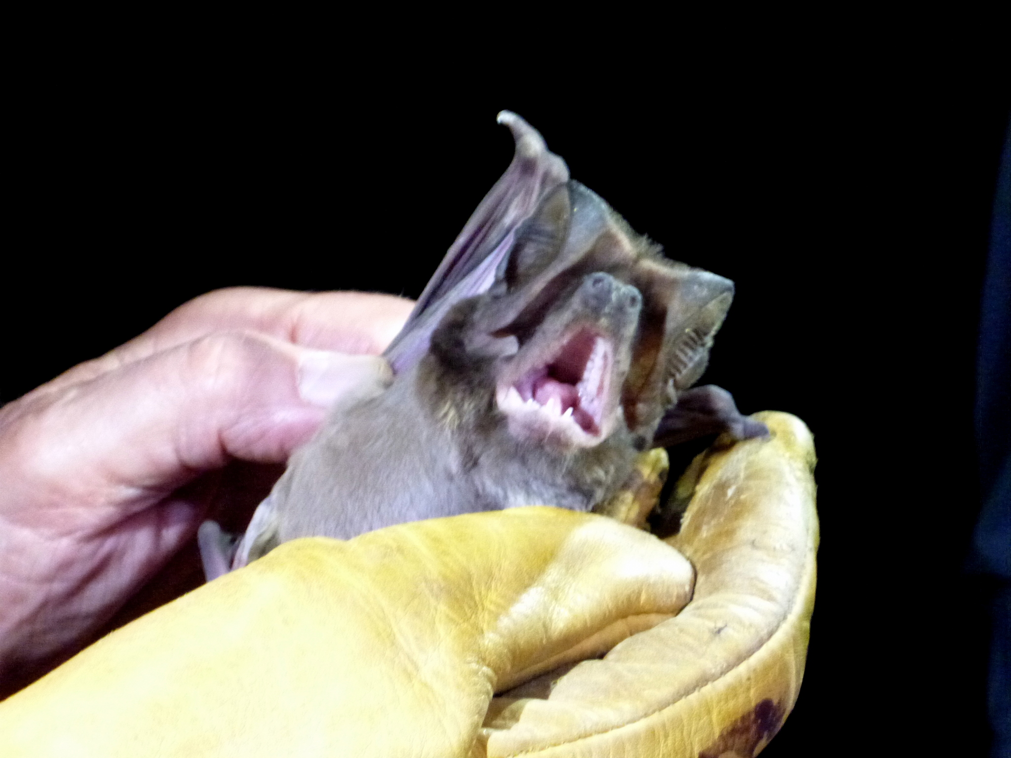 Eumops perotis (Schinz, 1821)