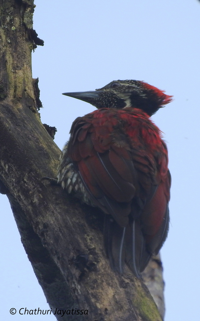 Red-backed Flameback from Batapola, Sri Lanka on December 1, 2019 at 04 ...
