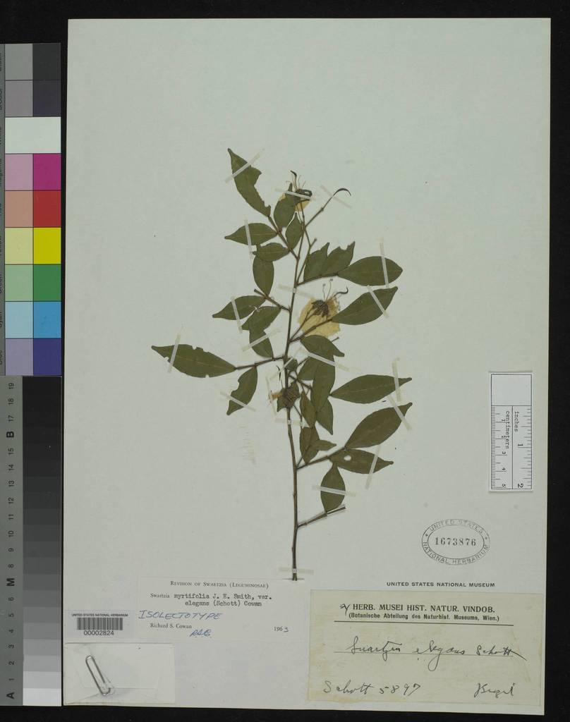 Swartzia myrtifolia (Flora CEA) · NaturaLista Colombia