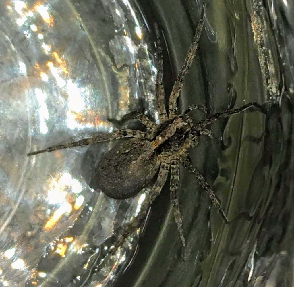 Koch's Wolf Spider from Agua Dulce, CA 91390, USA on January 19, 2020 ...