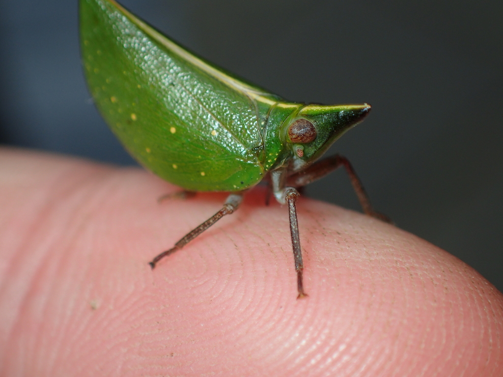 Tonga westwoodi from Hualien County, Taiwan on September 30, 2018 at 04 ...